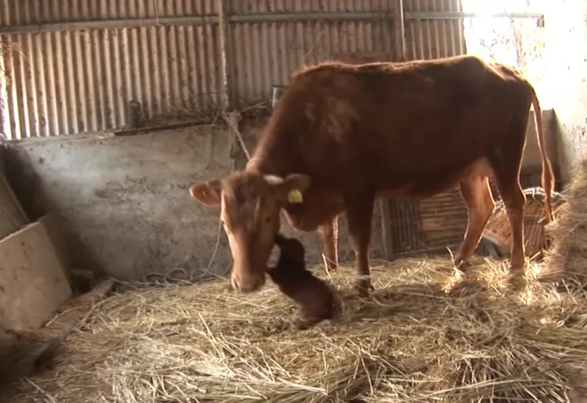 Cachorro chora emocionado de alegria quando finalmente reencontra a ...