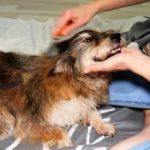 Cachorro chamado de feio é adotado e passa por uma bela transformação