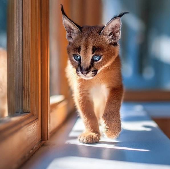 A espécie mais fofa de gato foi finalmente encontrada você vai amar