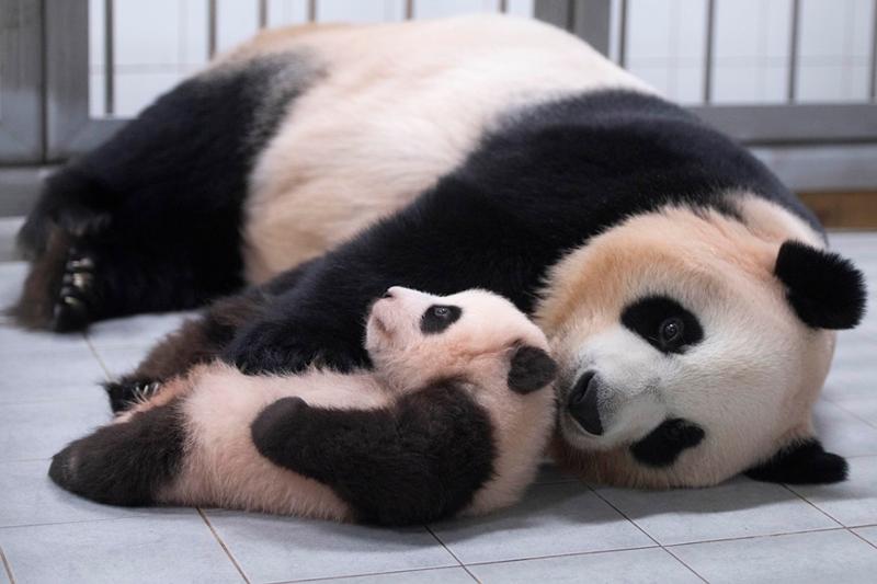 Bebê panda se agarra à perna de seu cuidador para não ser deixado sozinho