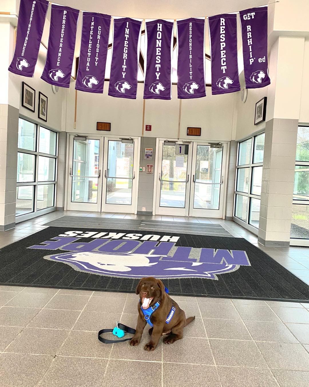 Filhote de cachorro da terapia policial tira uma soneca durante a ...
